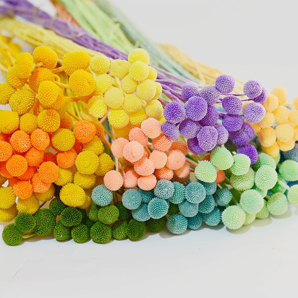 Billy Buttons - Etsy