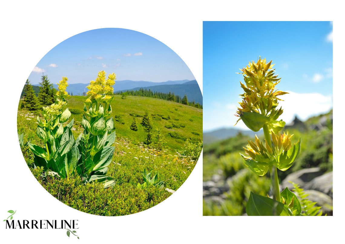 Gentian Root / Gentiana Lutea / Gentian Yellow Root / Organic Dried ...
