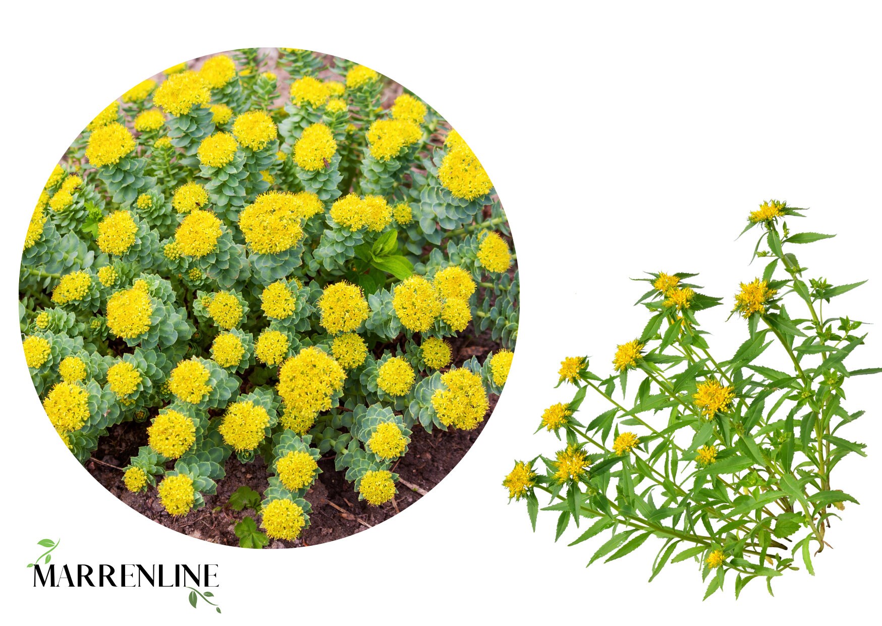 Rhodiola Root / Rhodiola Rosea / Golden Root / Organic Dried Rhodiola ...