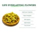 Life Everlasting Flowers / Helichrysum Stoechas / Bulgarian Life ...