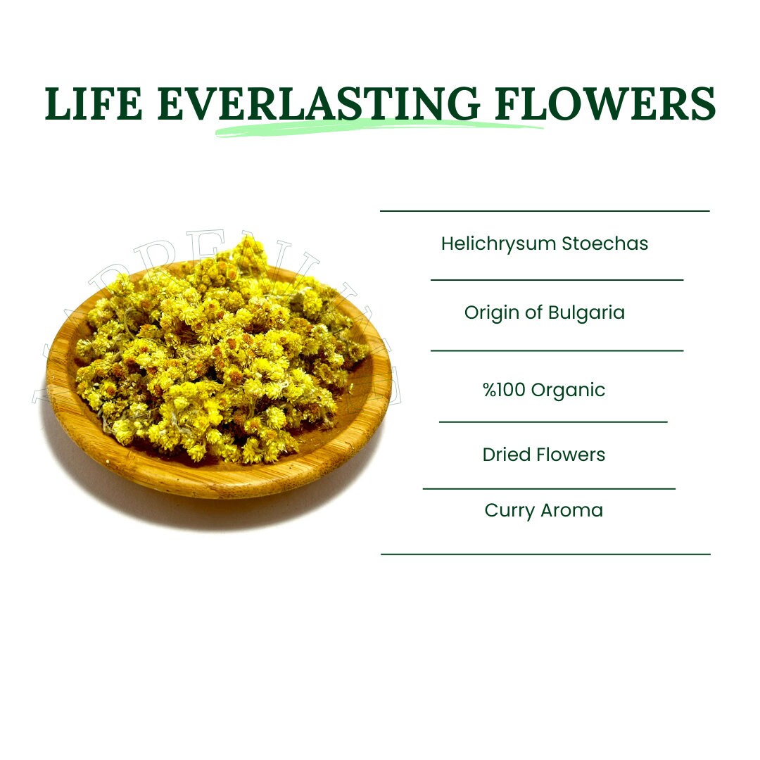 Life Everlasting Flowers / Helichrysum Stoechas / Bulgarian Life ...