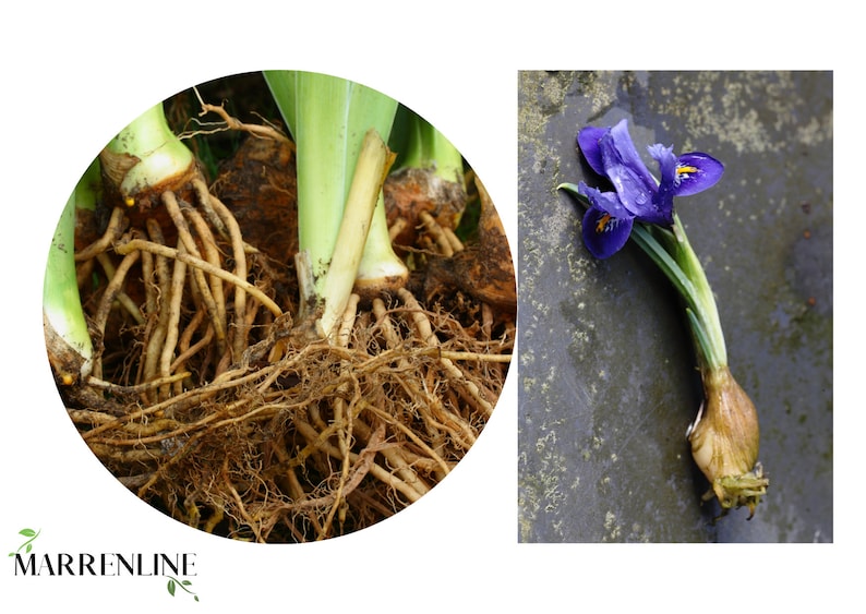 Orris Root / Iris Germanica / Queen Elizabeth Root / Organic Dried ...