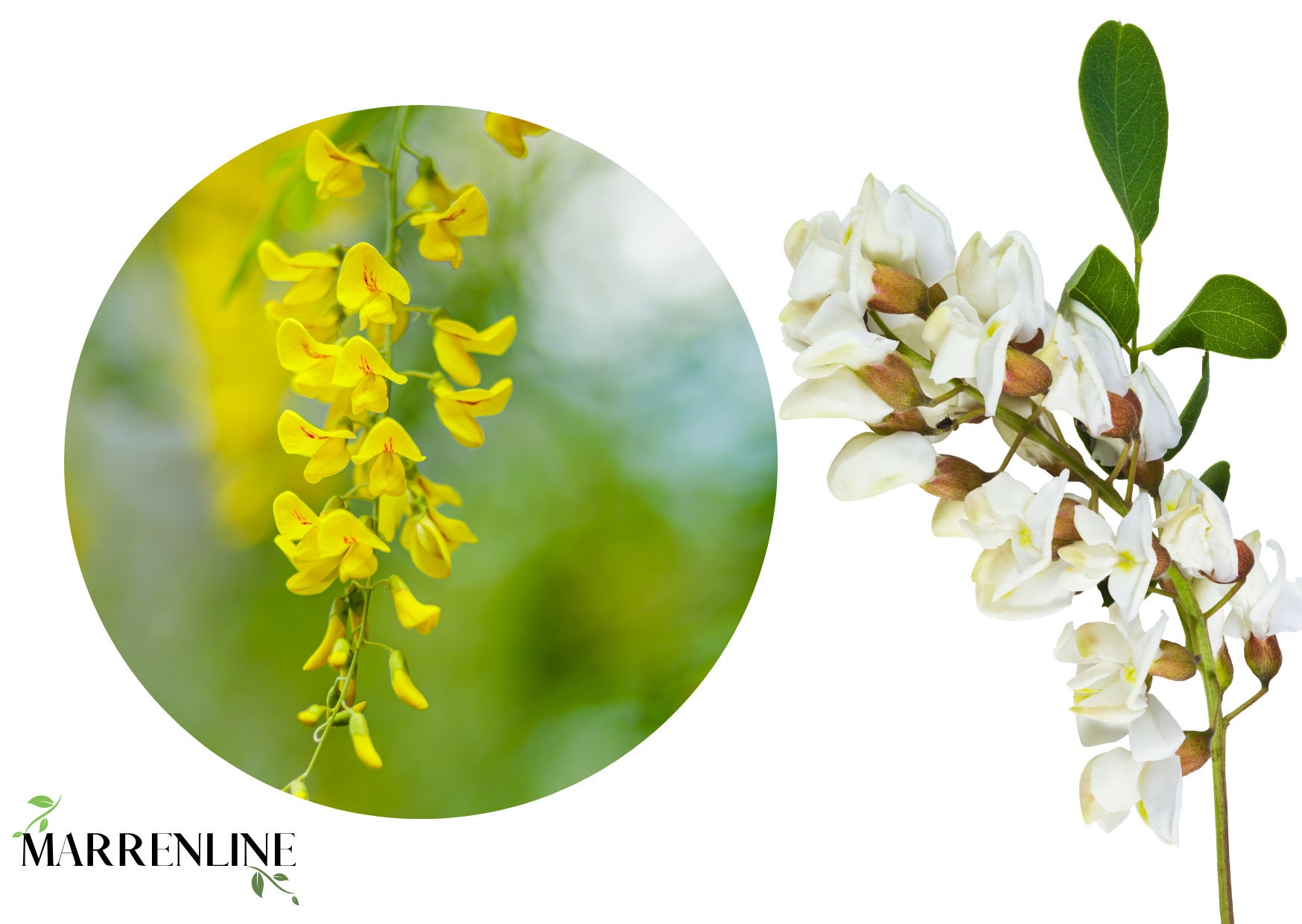 Dried Acacia Flowers / Wattle Flower / Acacia Tea / Wattle Flower Tea ...