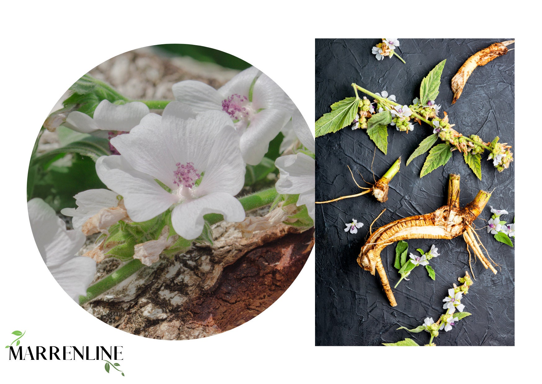 Marshmallow Root / Althaea Officinalis / Organic Marshmallow Root ...