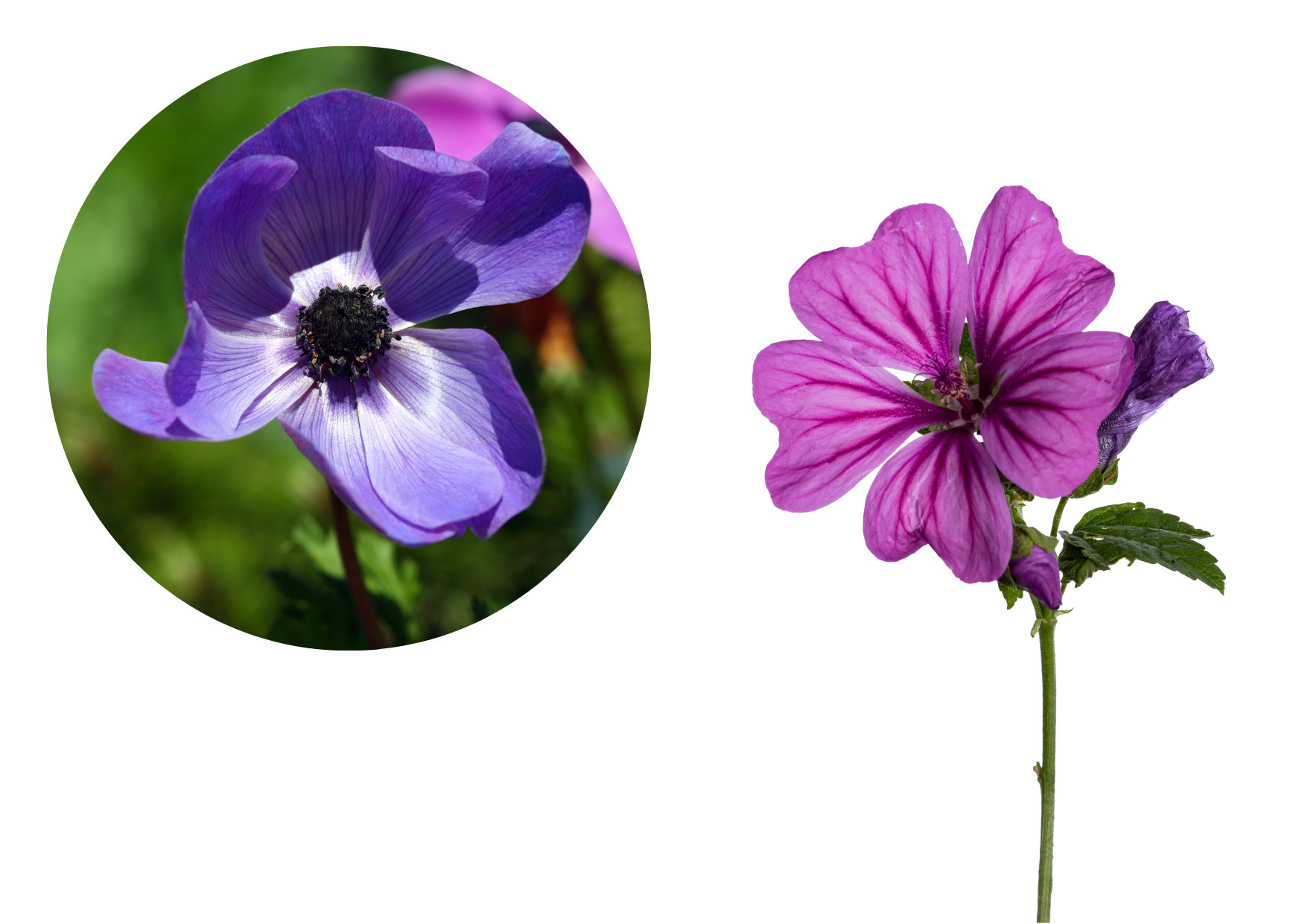 Blue Mallow Flowers / Malva Sylvestris / Blue Mallow Flowers & Leaves ...