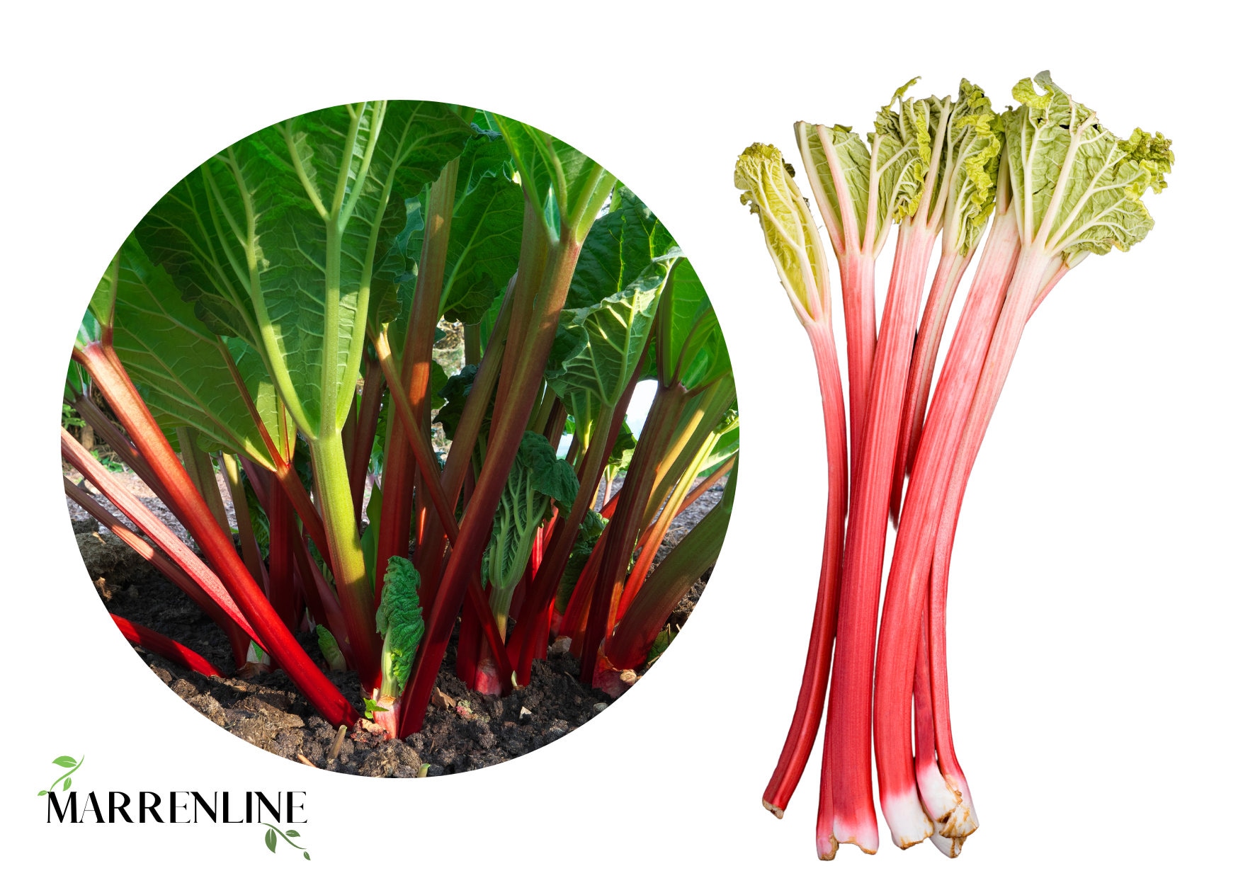 Rhubarb Root / Rheum Palmatum / Organic Dried Rhubarb Root Tea / Bulk ...