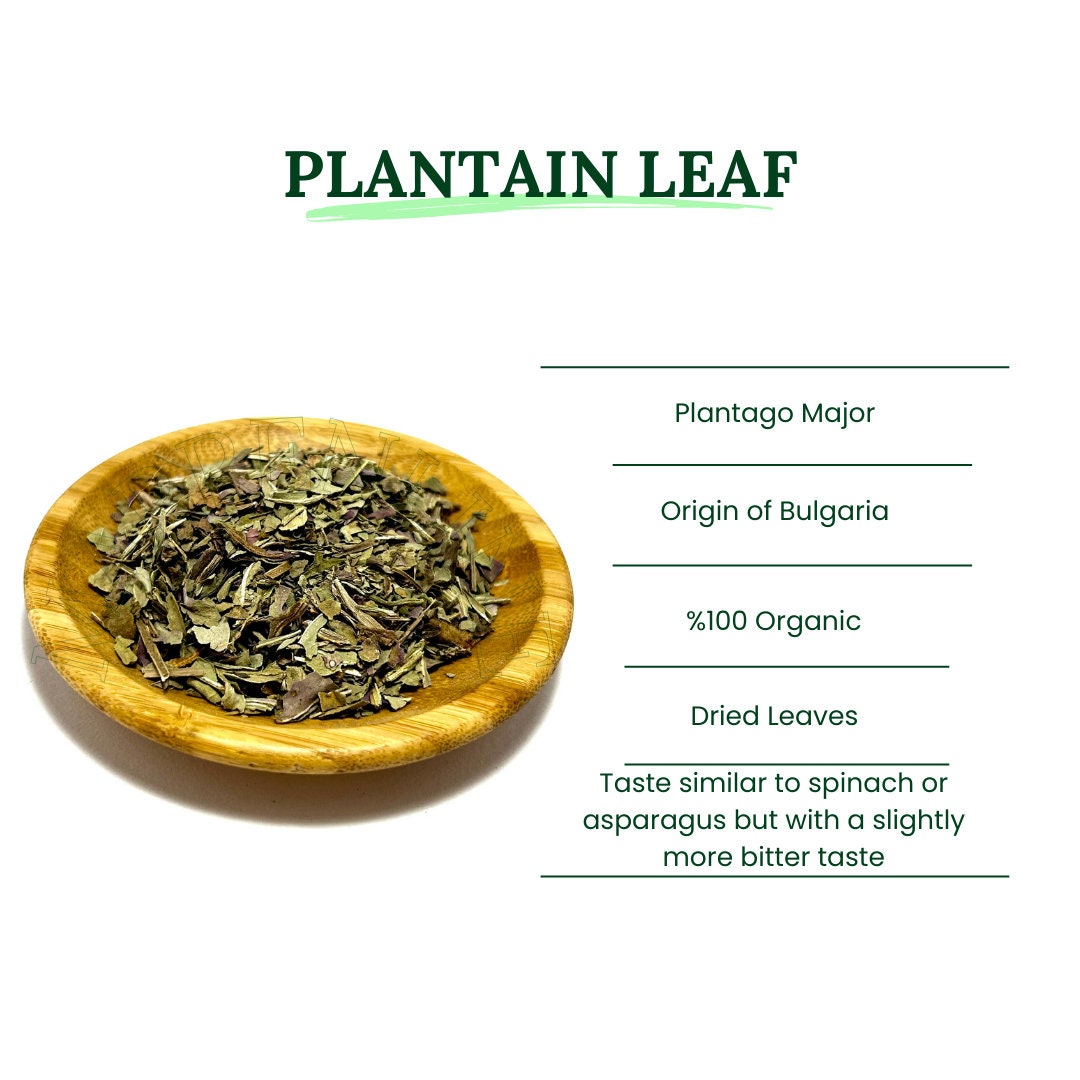 Plantain Leaf / Plantago Major / Organic Dried Herb / Greater Plantain ...