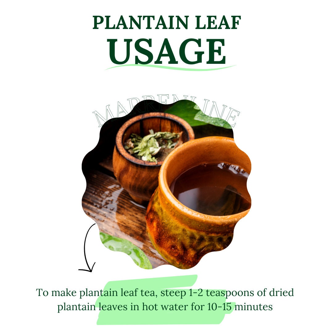 Organic Plantain Leaf BULK 3 Lbs - 4 Lbs / Plantago Major / Organic ...