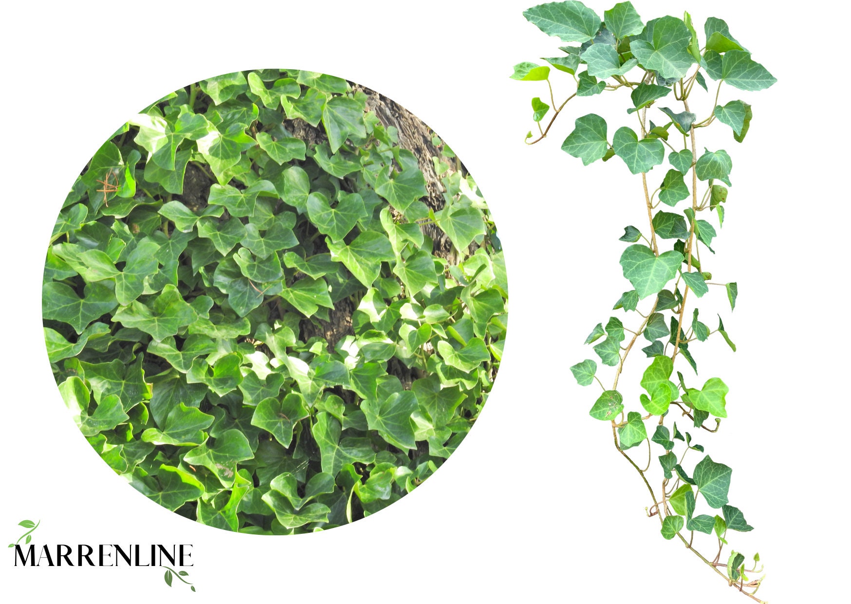 English Ivy Leaf / Hedera Helix / Organic Dried English Ivy Leaves Cut ...