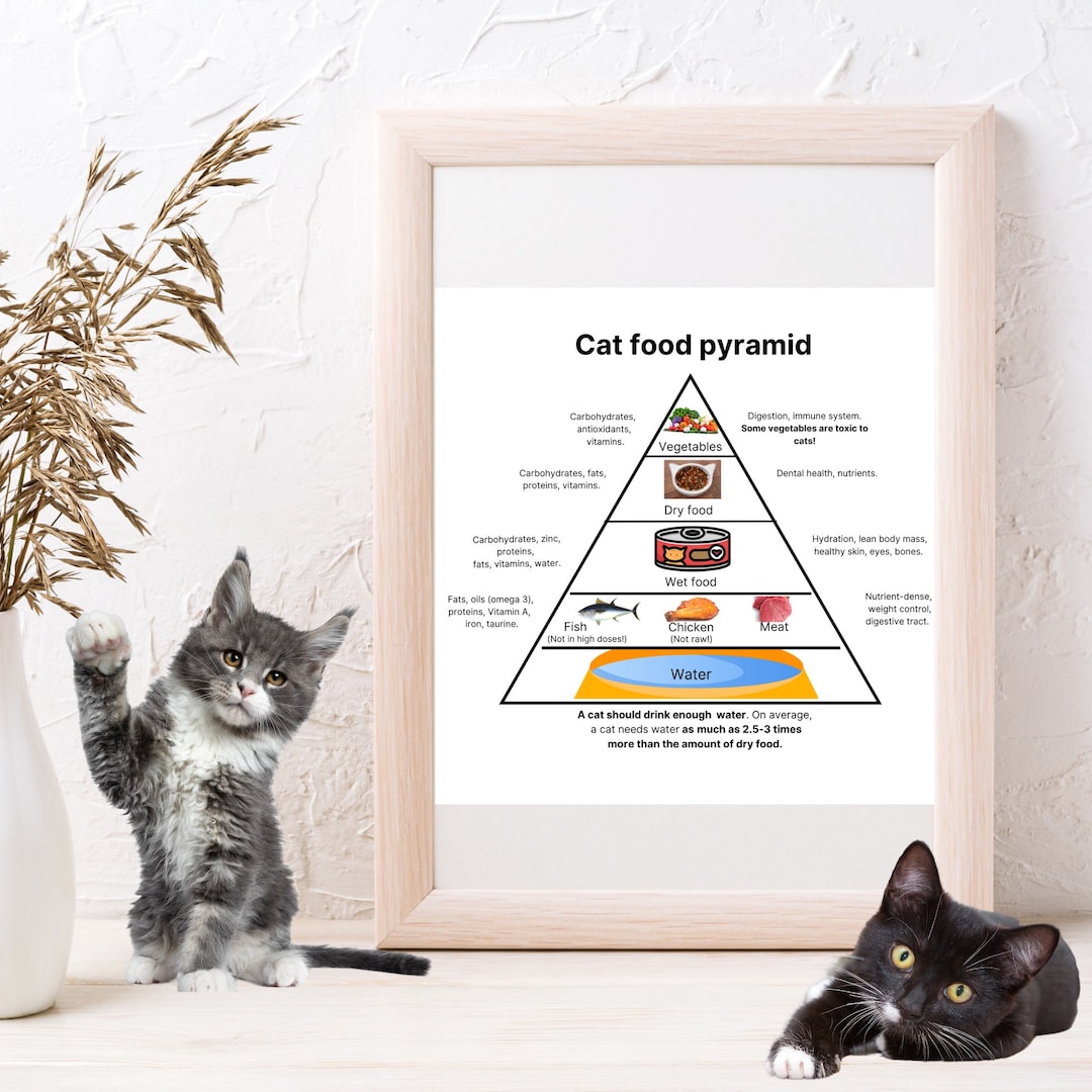 Cat Food Pyramid | Pet Feeding Guidelines | Healthy Eating ...
