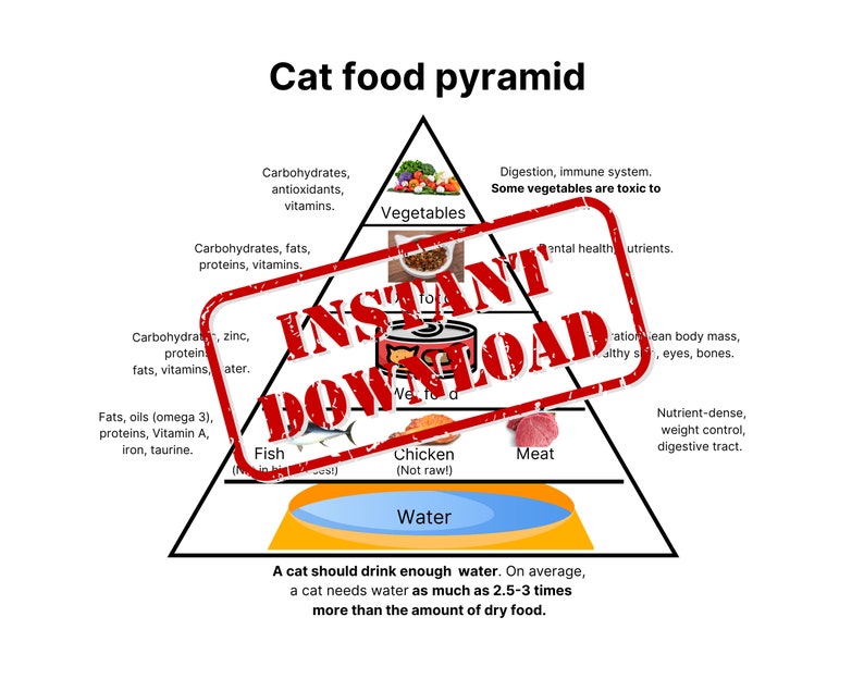 Cat Food Pyramid | Pet Feeding Guidelines | Healthy Eating ...