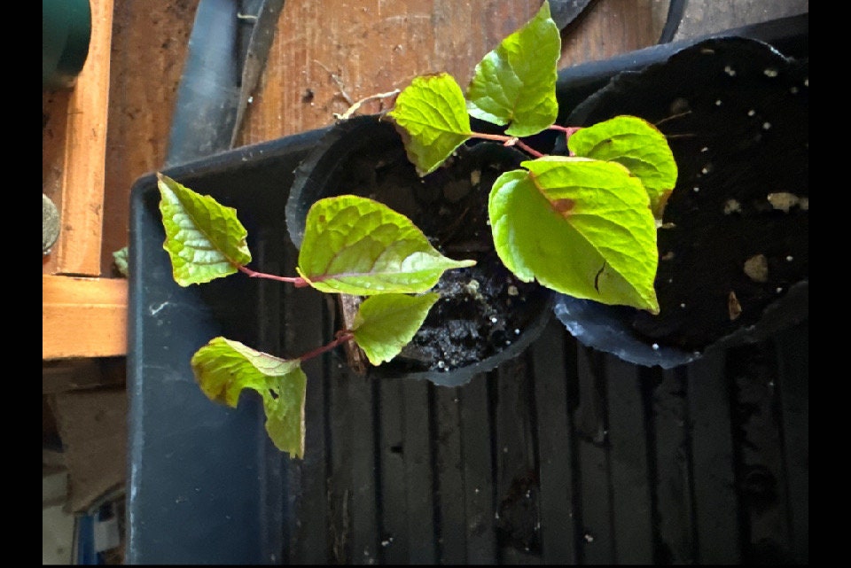 Mexican Creeper Vine Antigonon Young Seedling, Fast Growing With Pink ...