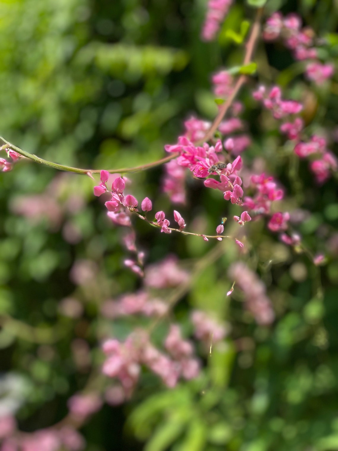 Mexican Creeper Vine Antigonon Young Seedling, Fast Growing With Pink ...