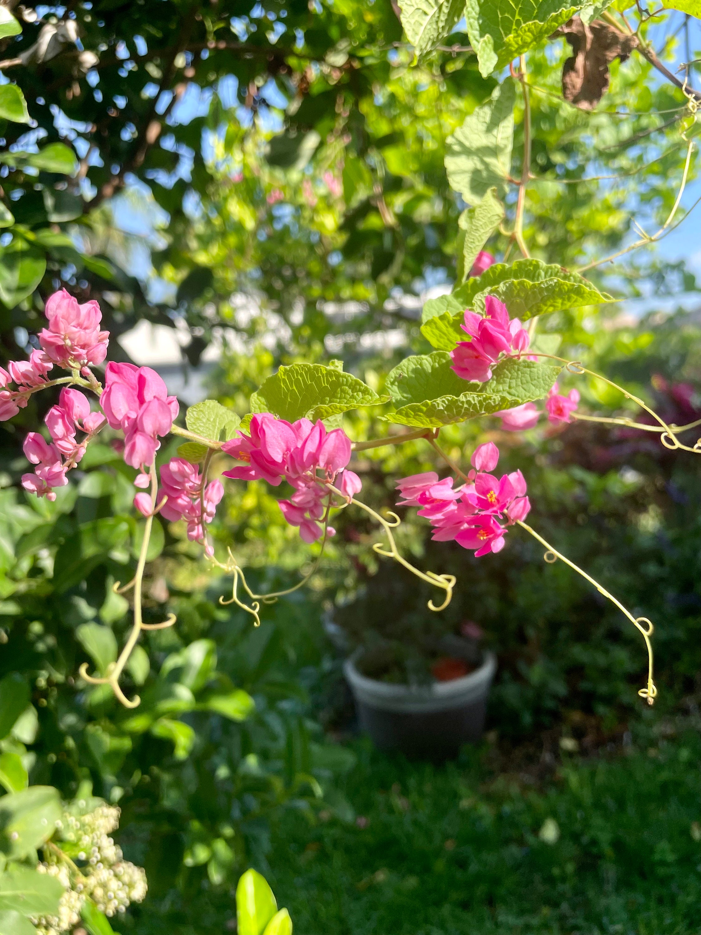 Mexican Creeper Vine Antigonon Young Seedling, Fast Growing With Pink ...