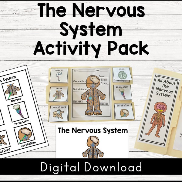 Human Nervous System - Etsy