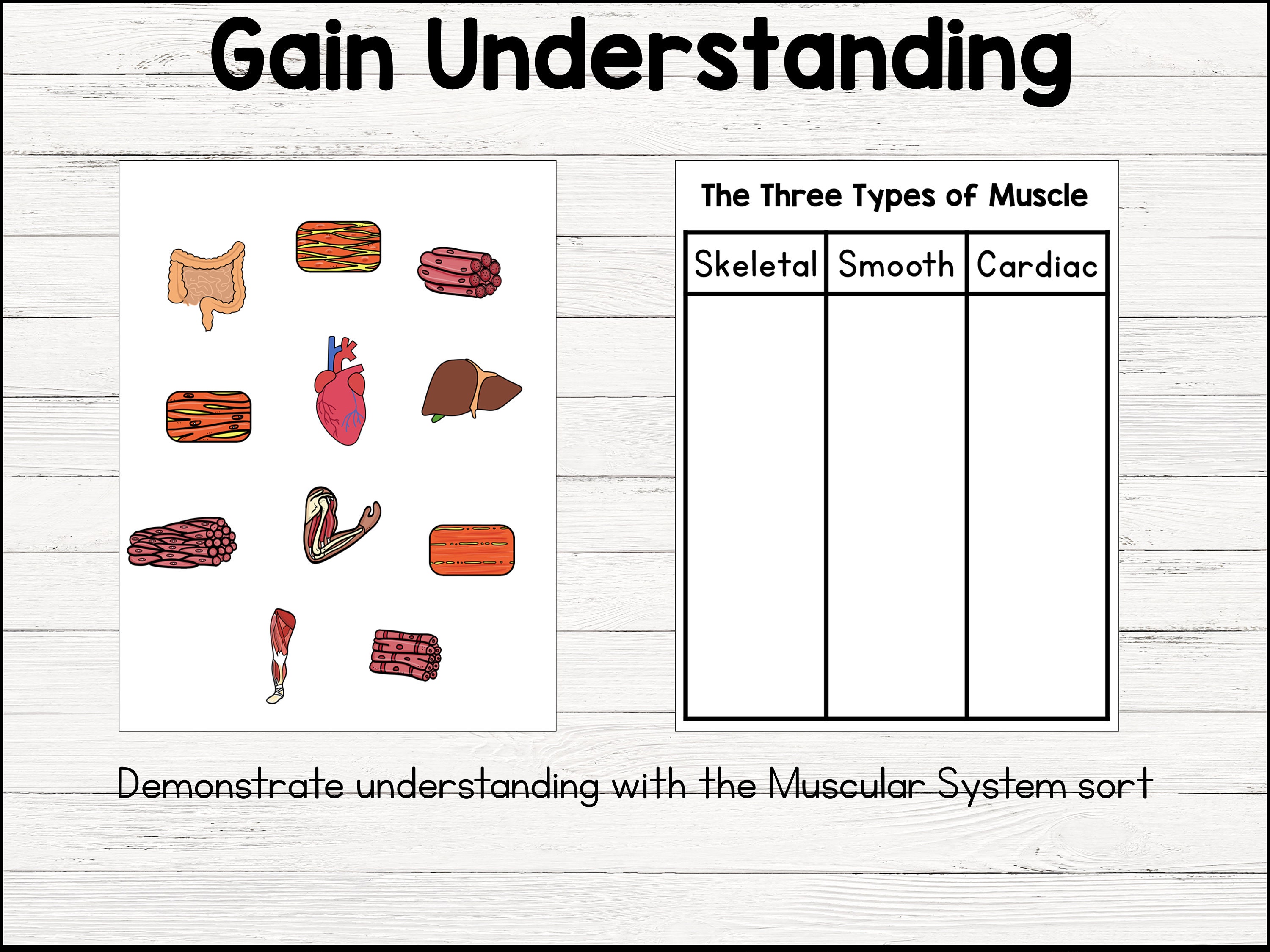 Muscular System Activities / Simple Anatomy Activities / Human Body ...