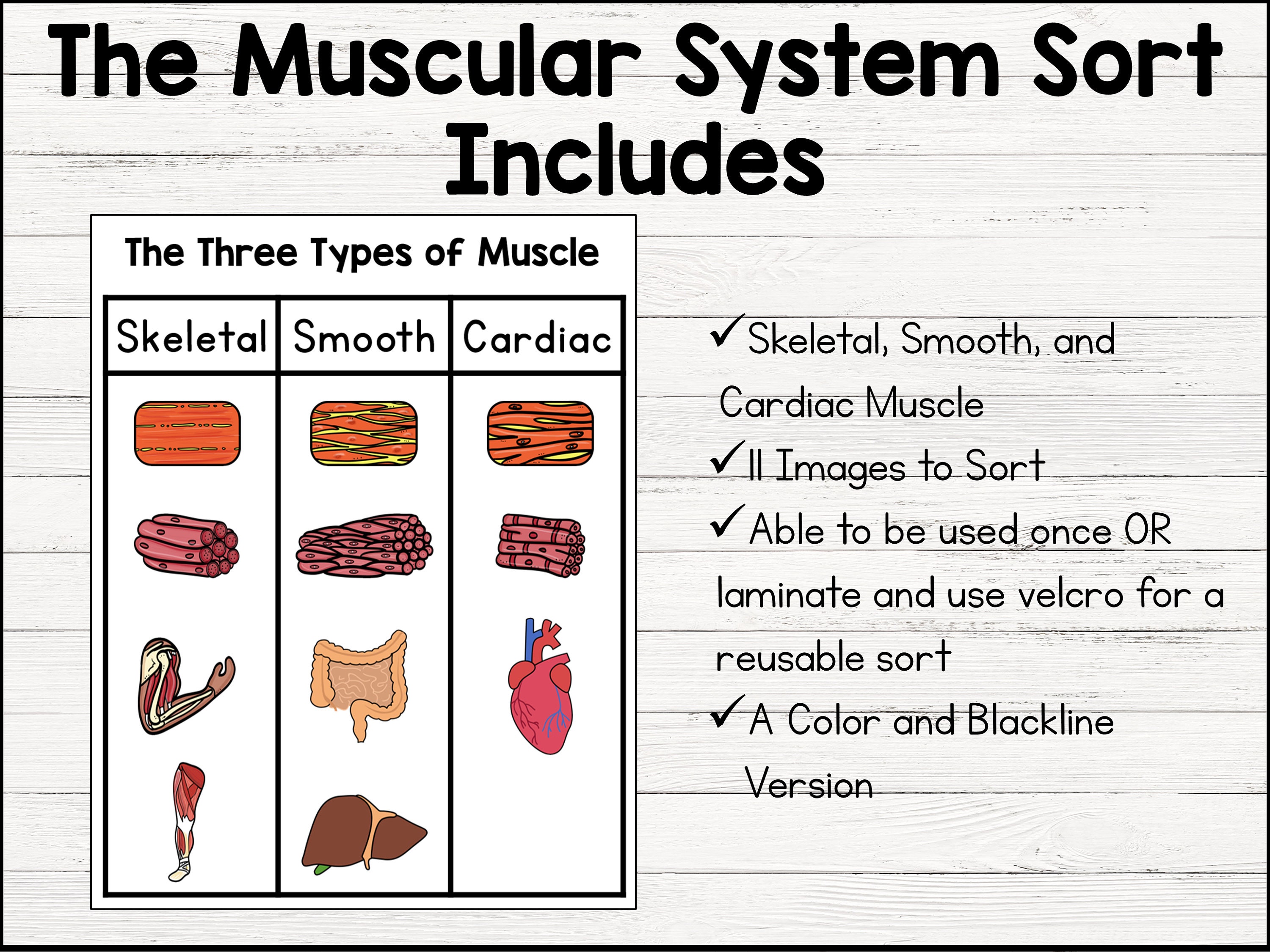 Muscular System Activities / Simple Anatomy Activities / Human Body ...