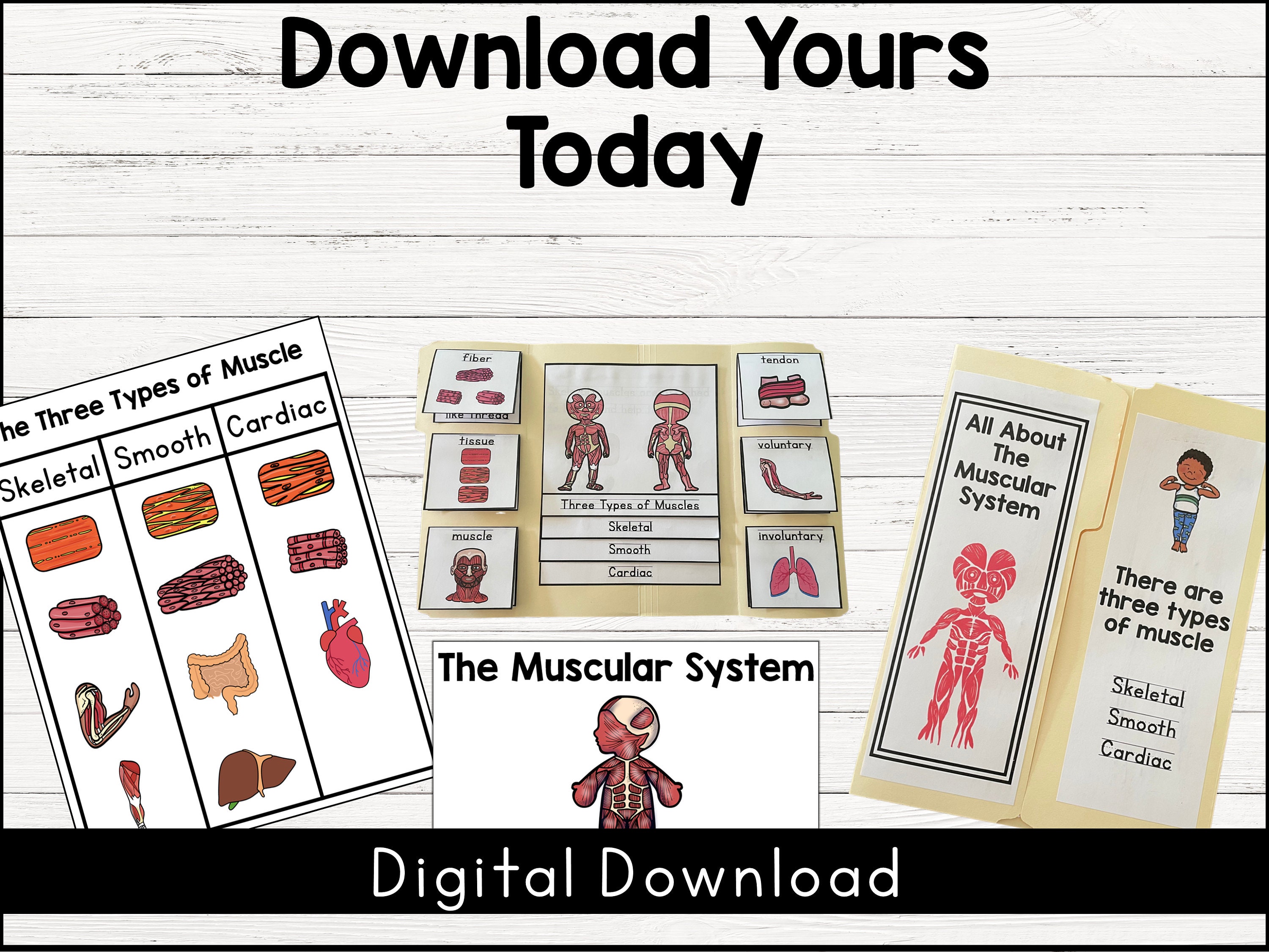 Muscular System Activities / Simple Anatomy Activities / Human Body ...