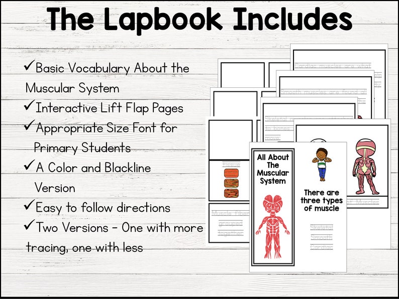 Muscular System Activities / Simple Anatomy Activities / Human Body ...