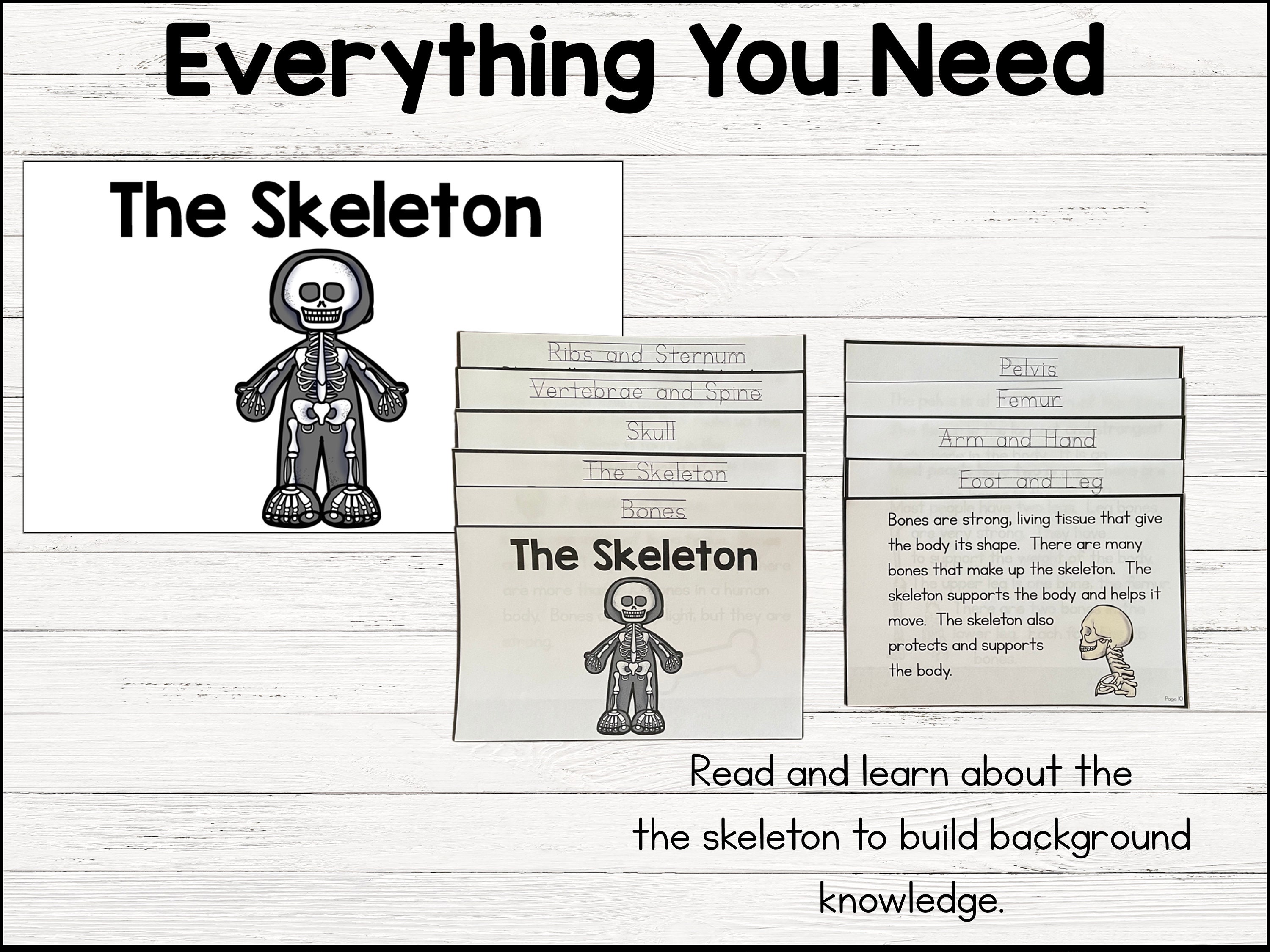 Skeletal System Activities / Simple Anatomy Activites / Human Body ...