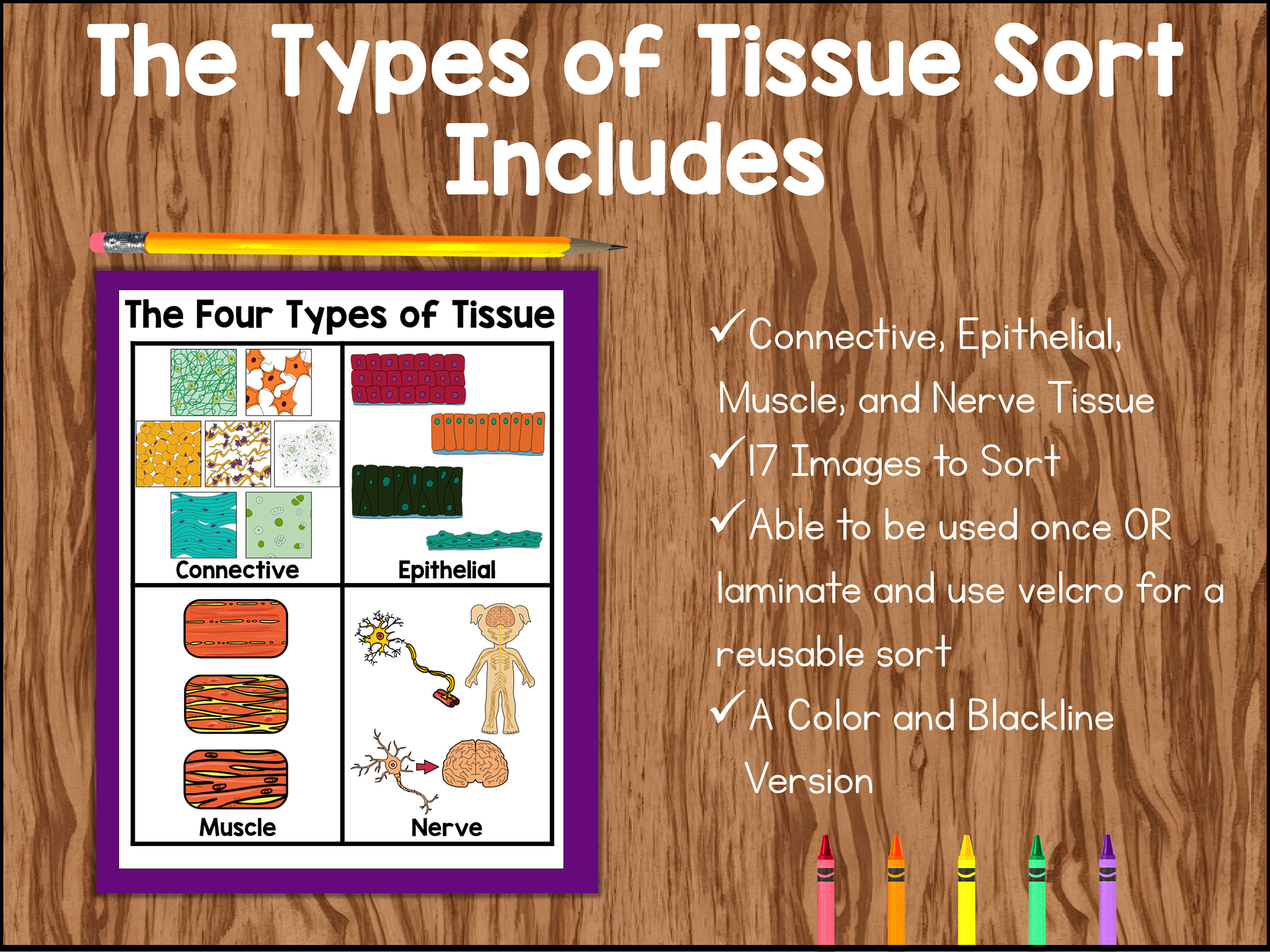 Tyes of Tissue Activities / Simple Anatomy Activities / Human - Etsy ...