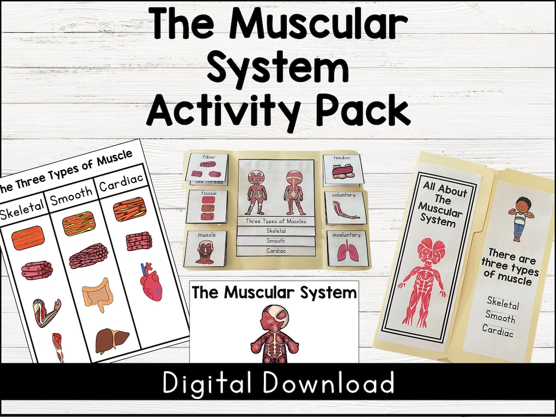 Muscular System Activities / Simple Anatomy Activities / Human Body ...