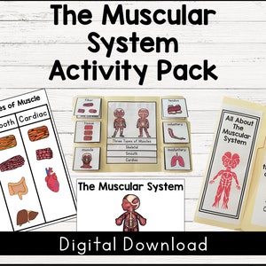 Muscular System Activities / Simple Anatomy Activities / Human Body ...