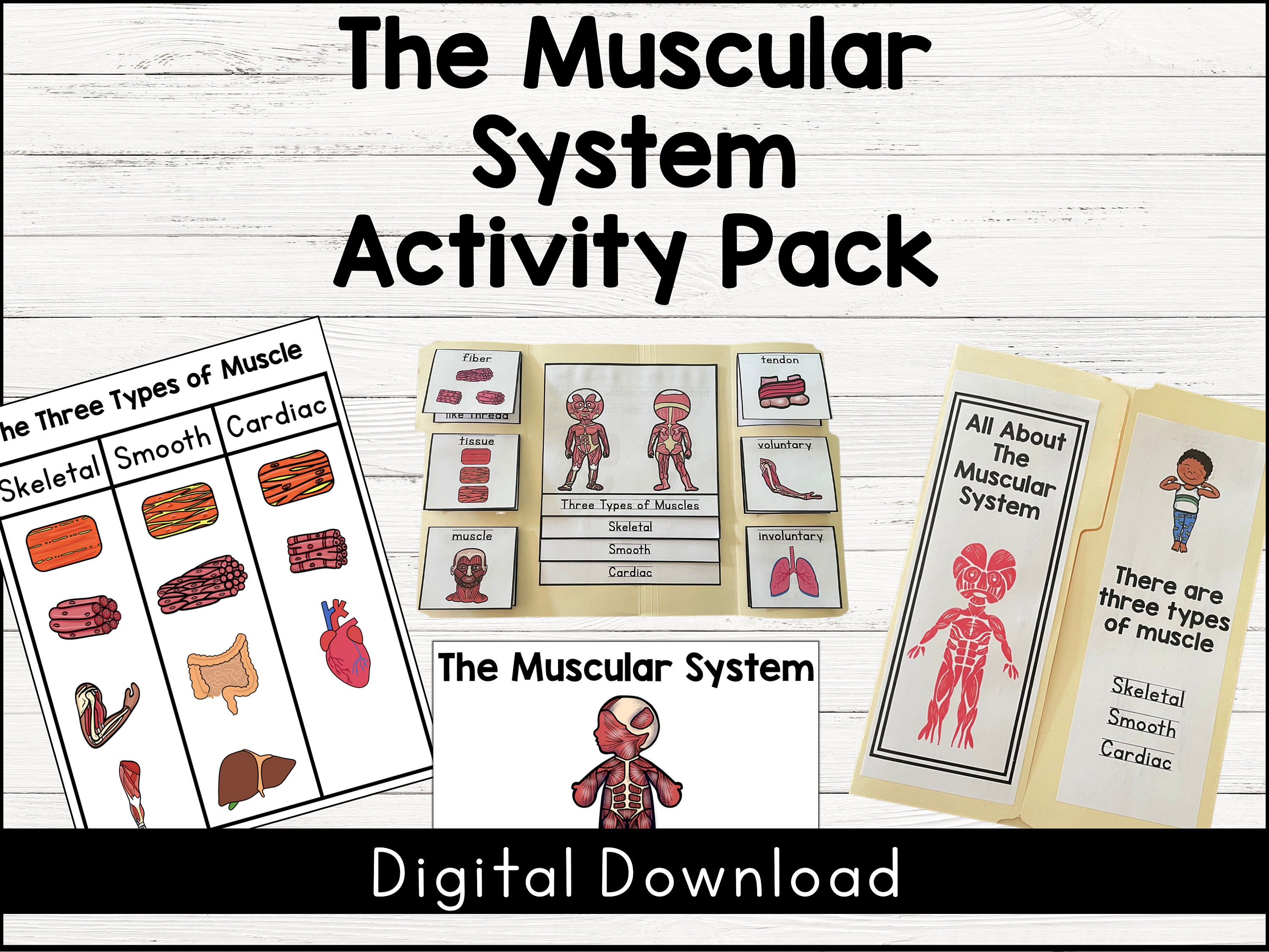 Muscular System Activities / Simple Anatomy Activities / Human Body ...