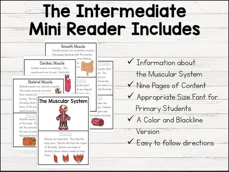 Muscular System Activities / Simple Anatomy Activities / Human Body ...