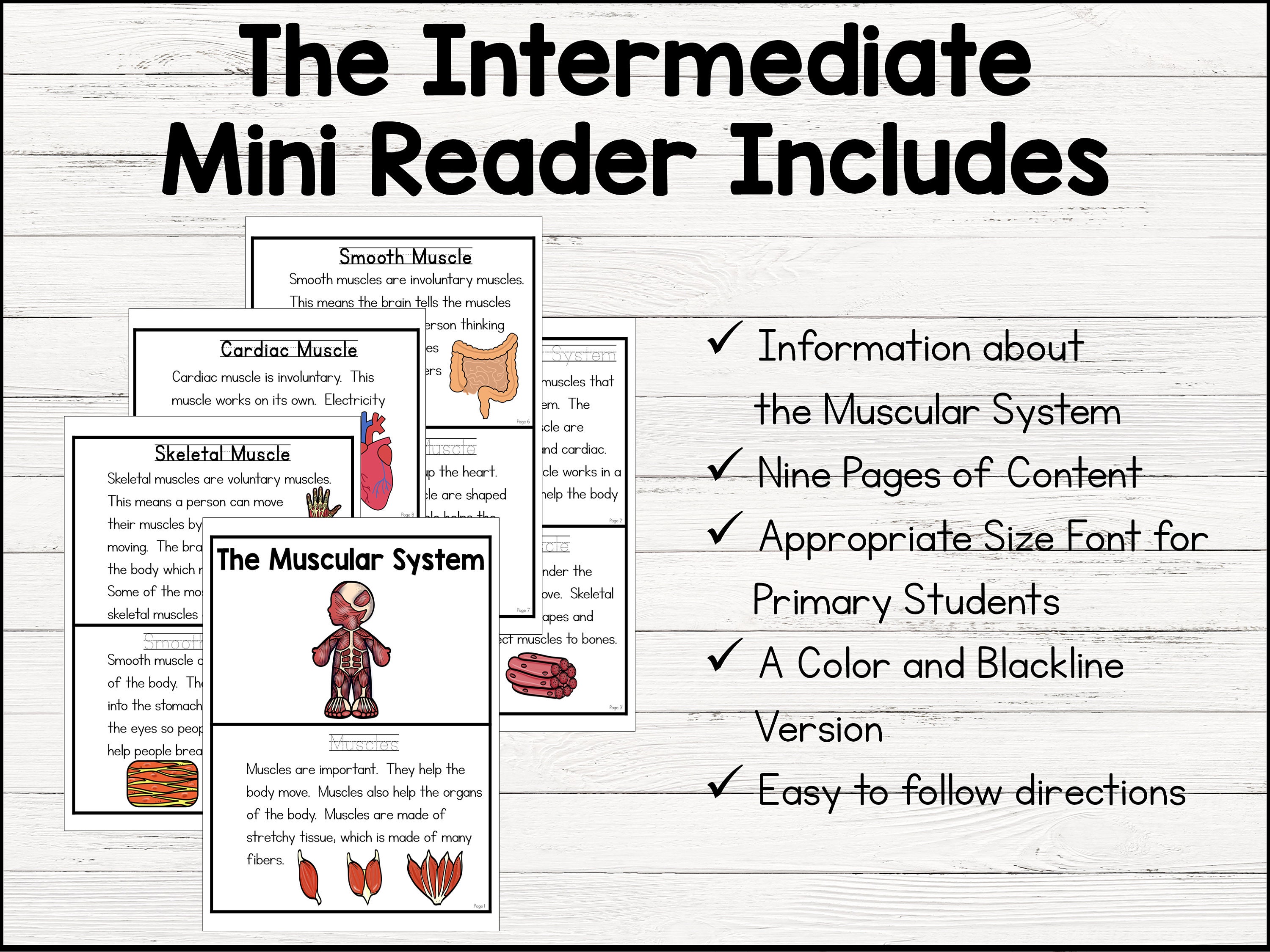 Muscular System Activities / Simple Anatomy Activities / Human Body ...