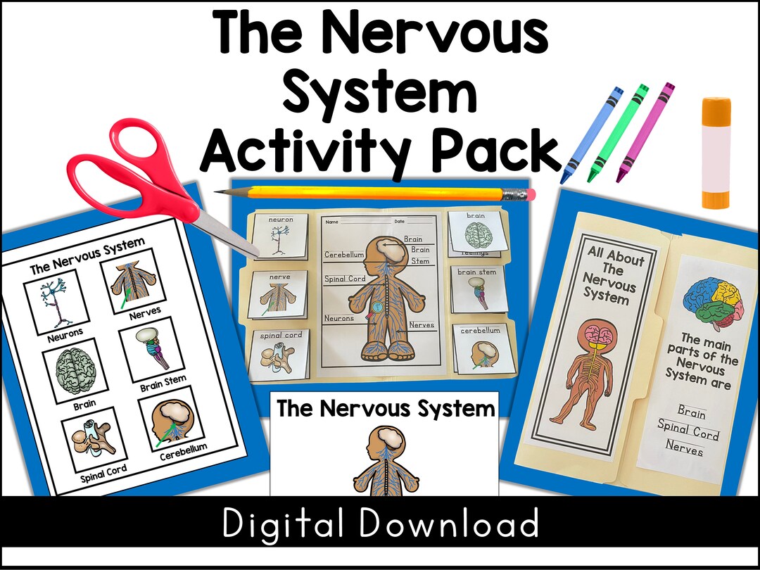 Nervous System Activities / Simple Anatomy Activities / Human - Etsy