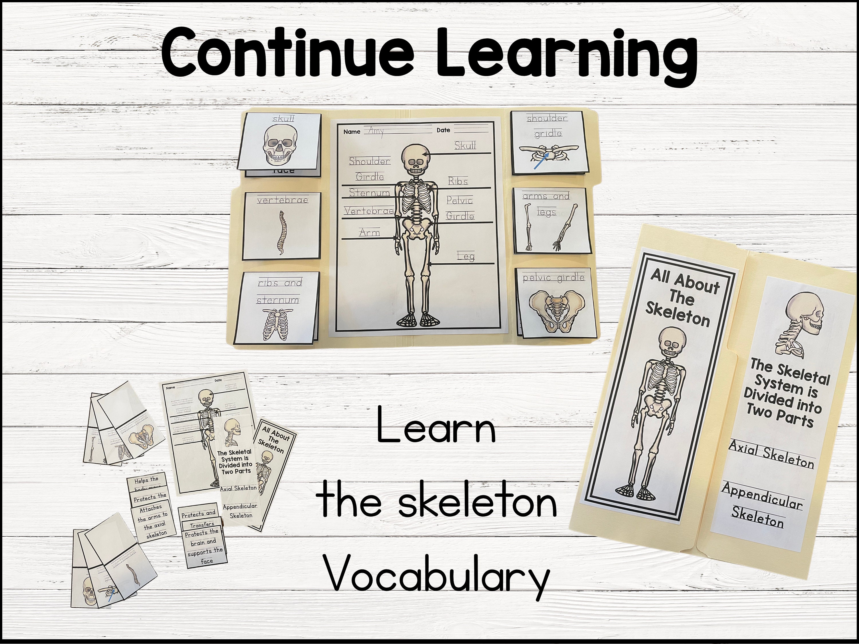 Skeletal System Activities / Simple Anatomy Activites / Human Body ...