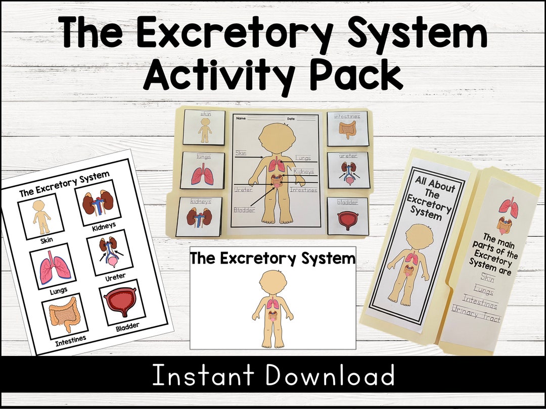 Excretory System Activities CC Cycle 3 Simple Anatomy Activities Human ...