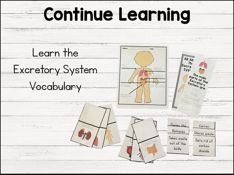 Excretory System Activities CC Cycle 3 Simple Anatomy Activities Human ...
