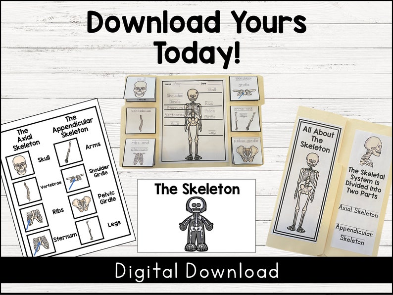 Skeletal System Activities / Simple Anatomy Activites / Human Body ...