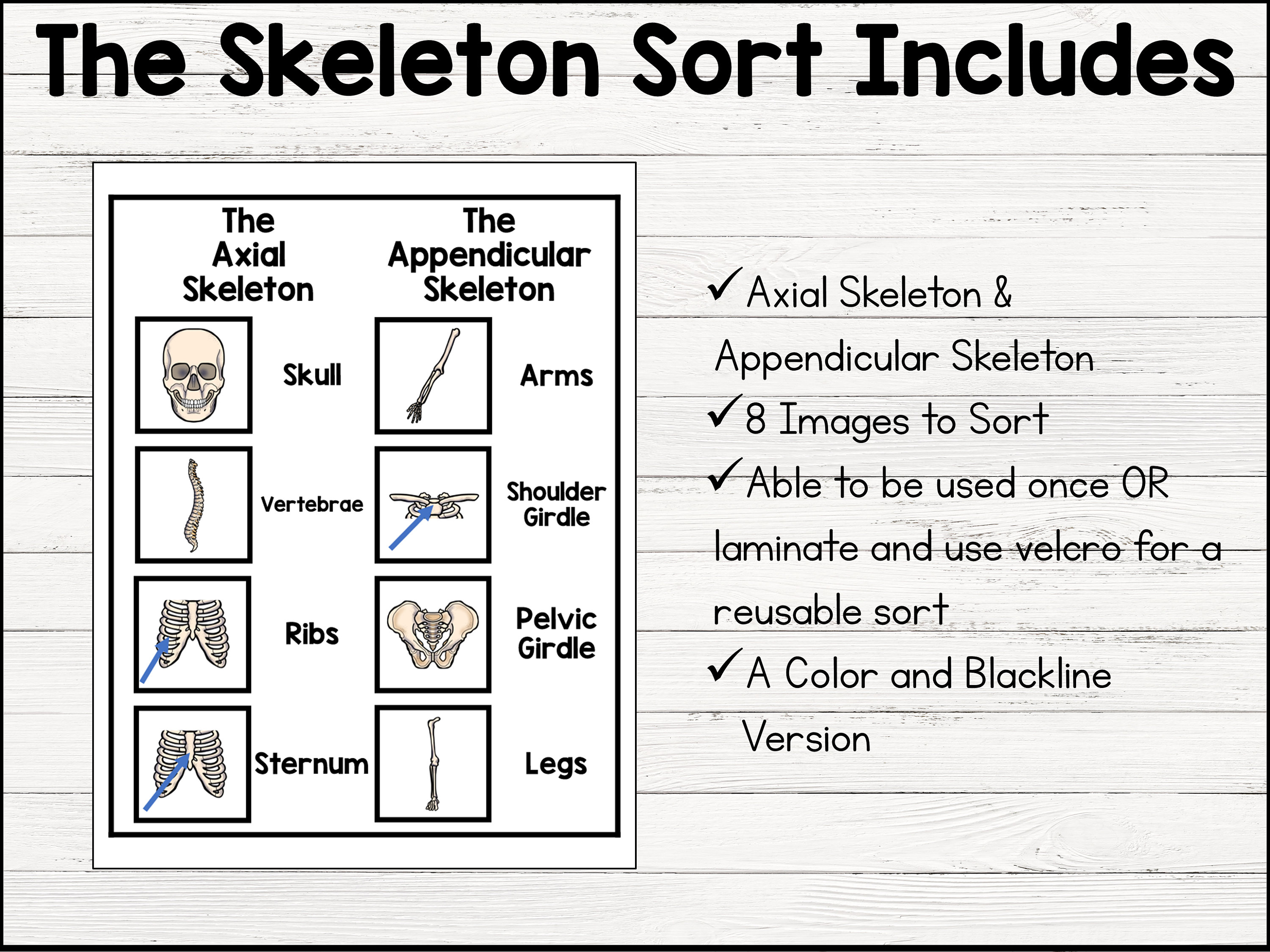 Skeletal System Activities / Simple Anatomy Activites / Human Body ...