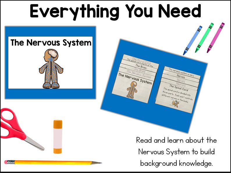 Nervous System Activities / Simple Anatomy Activities / Human - Etsy