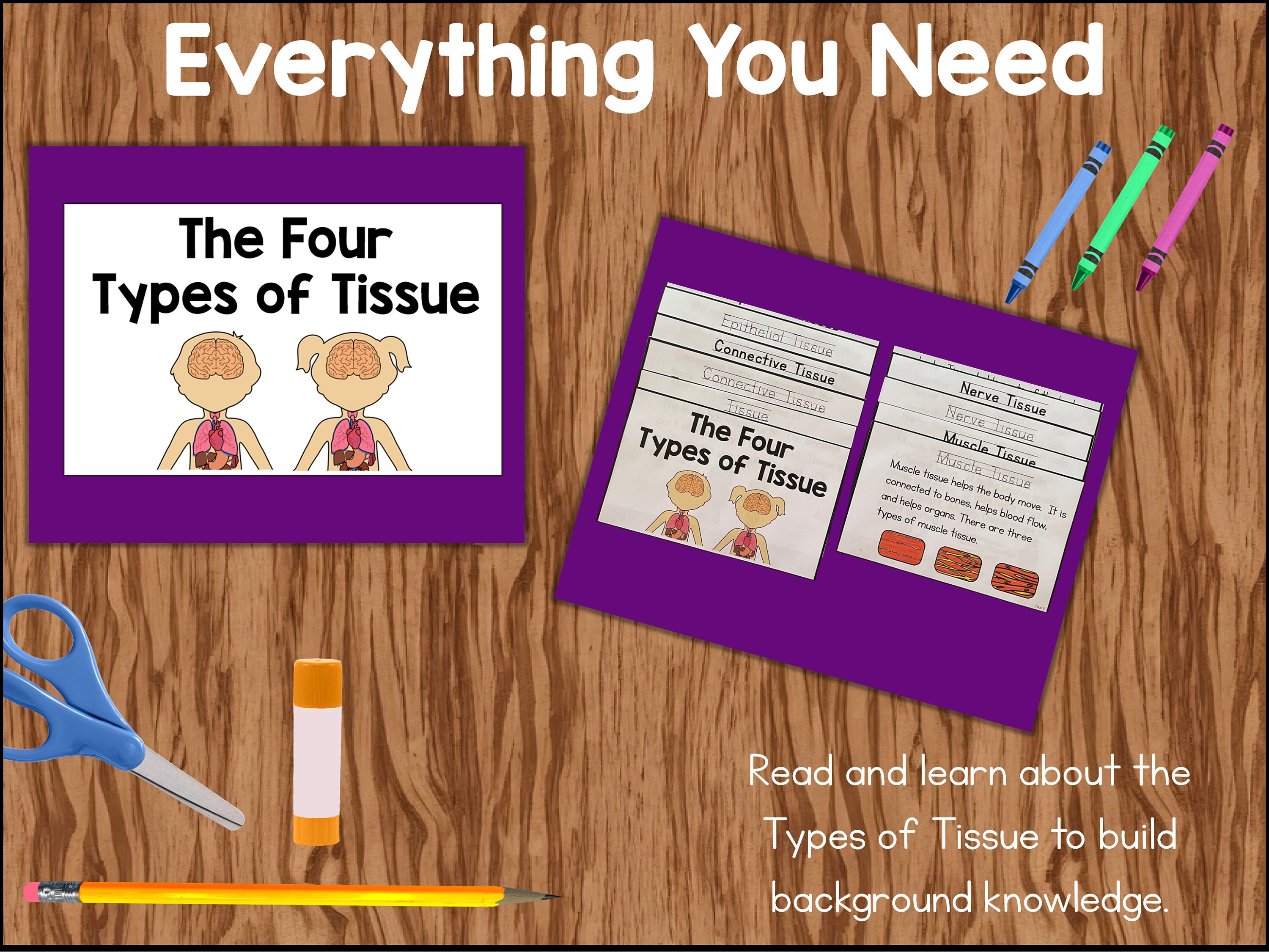 Tyes of Tissue Activities / Simple Anatomy Activities / Human - Etsy ...
