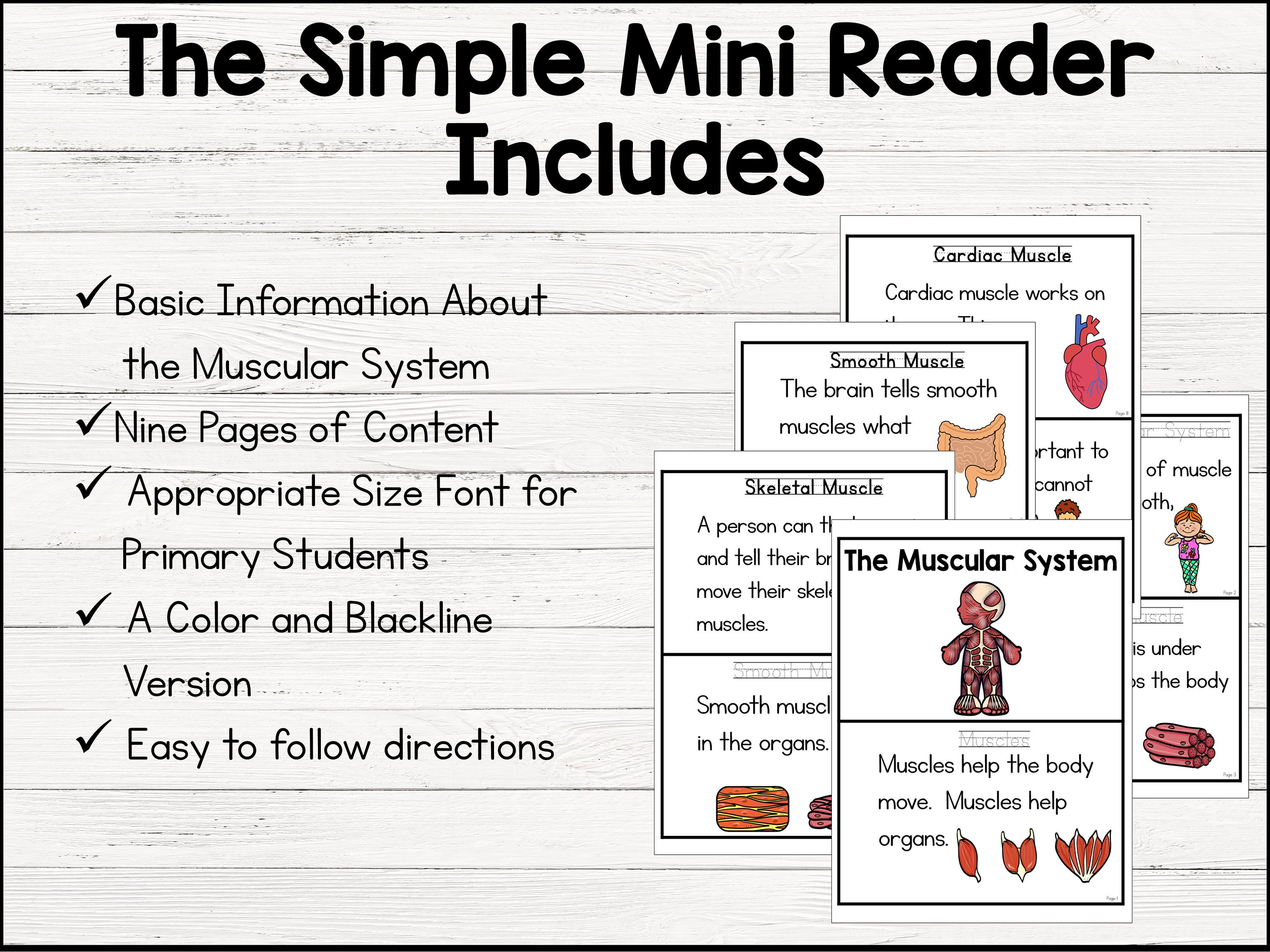 Muscular System Activities / Simple Anatomy Activities / Human Body ...