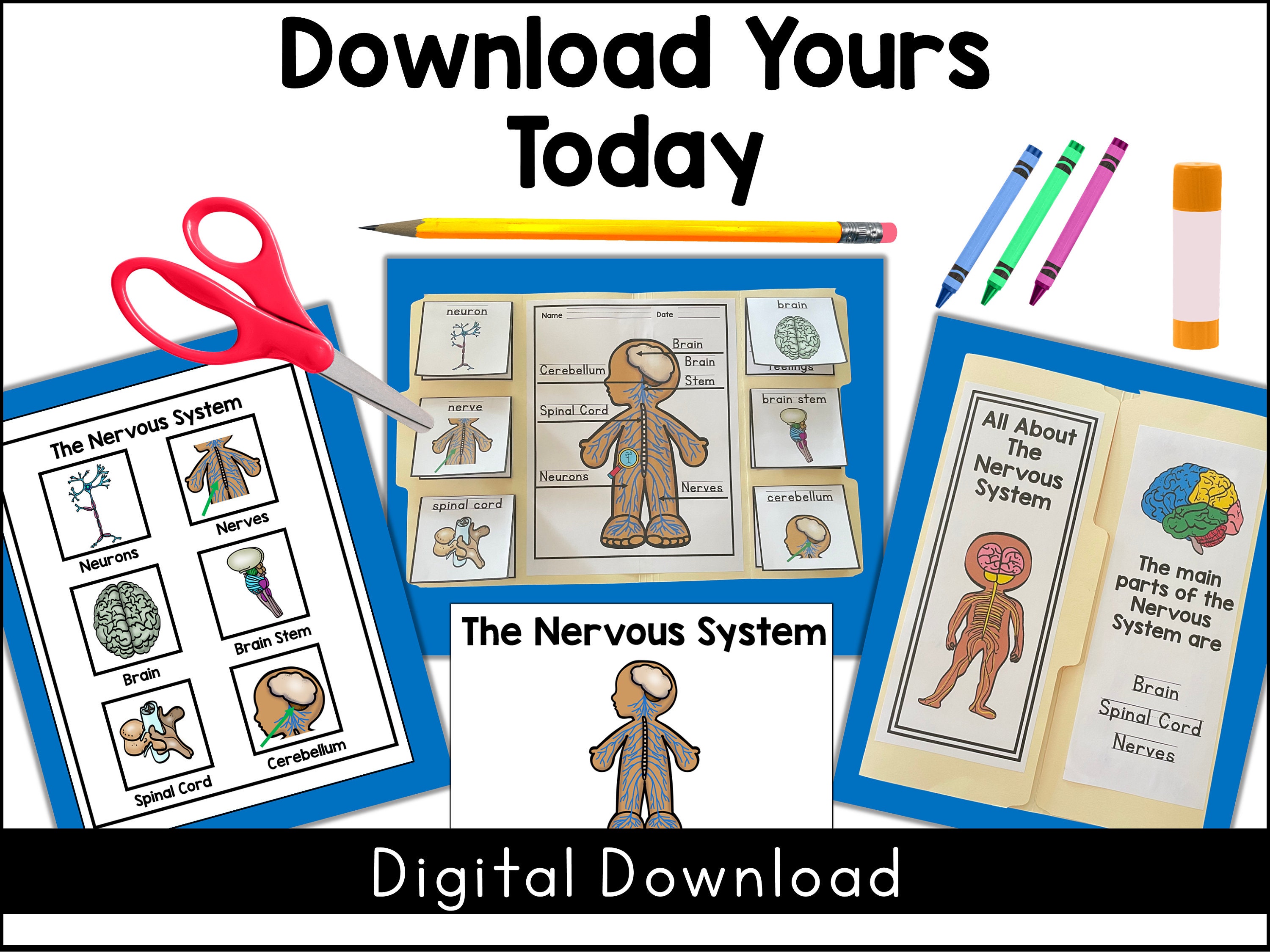 Nervous System Activities / Simple Anatomy Activities / Human - Etsy