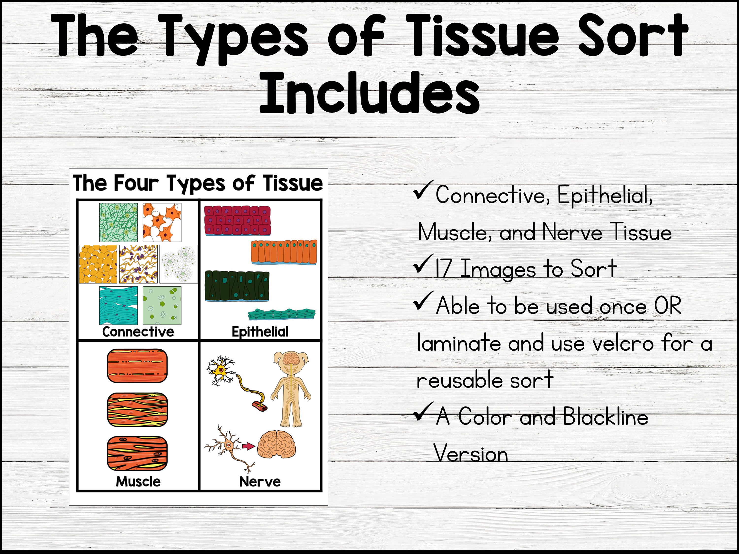 Tyes of Tissue Activities / Simple Anatomy Activities / Human - Etsy