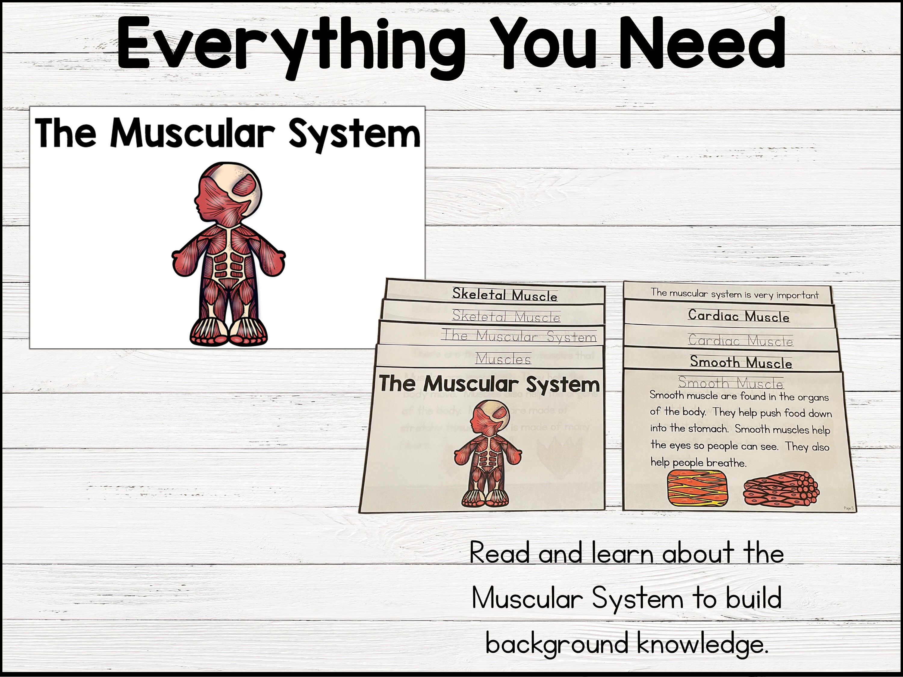 Muscular System Activities / Simple Anatomy Activities / Human Body ...