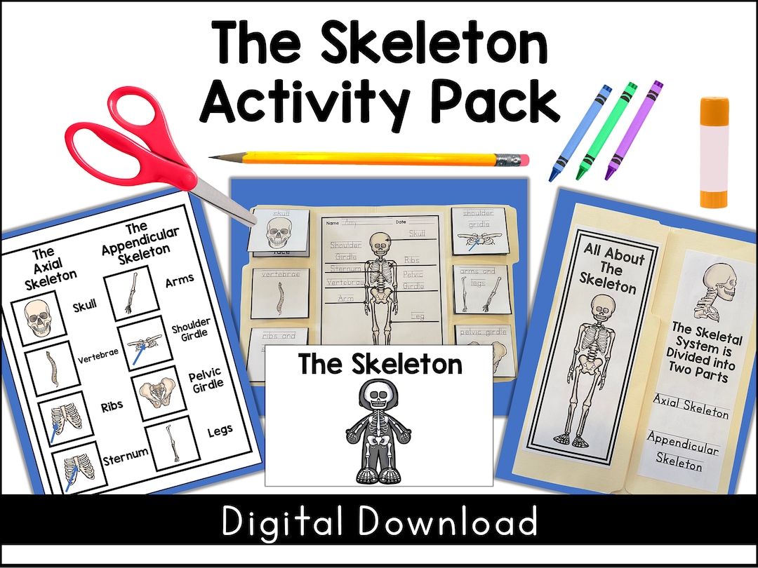 Skeletal System Activities / Simple Anatomy Activites / Human - Etsy