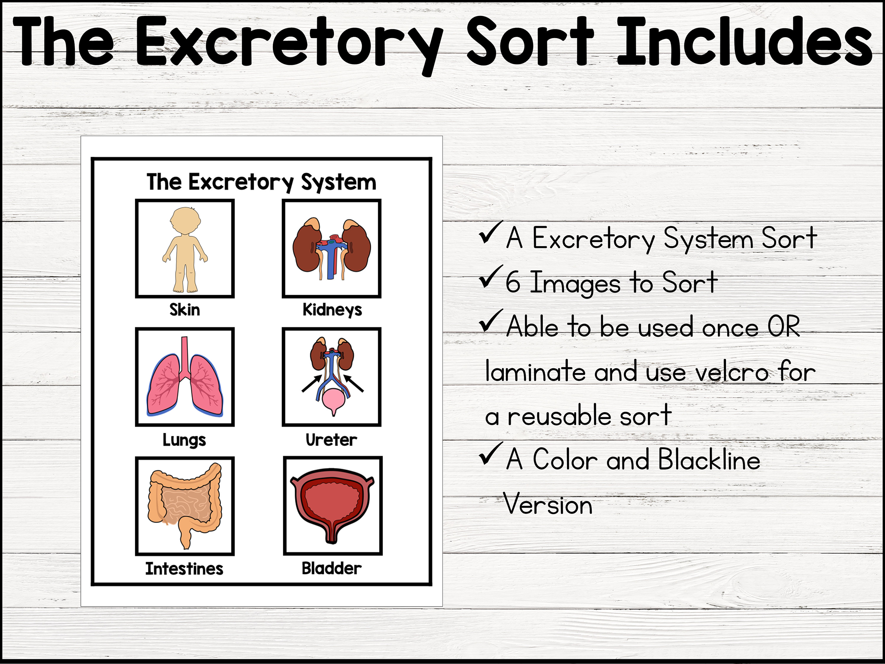 Excretory System Activities CC Cycle 3 Simple Anatomy Activities Human ...
