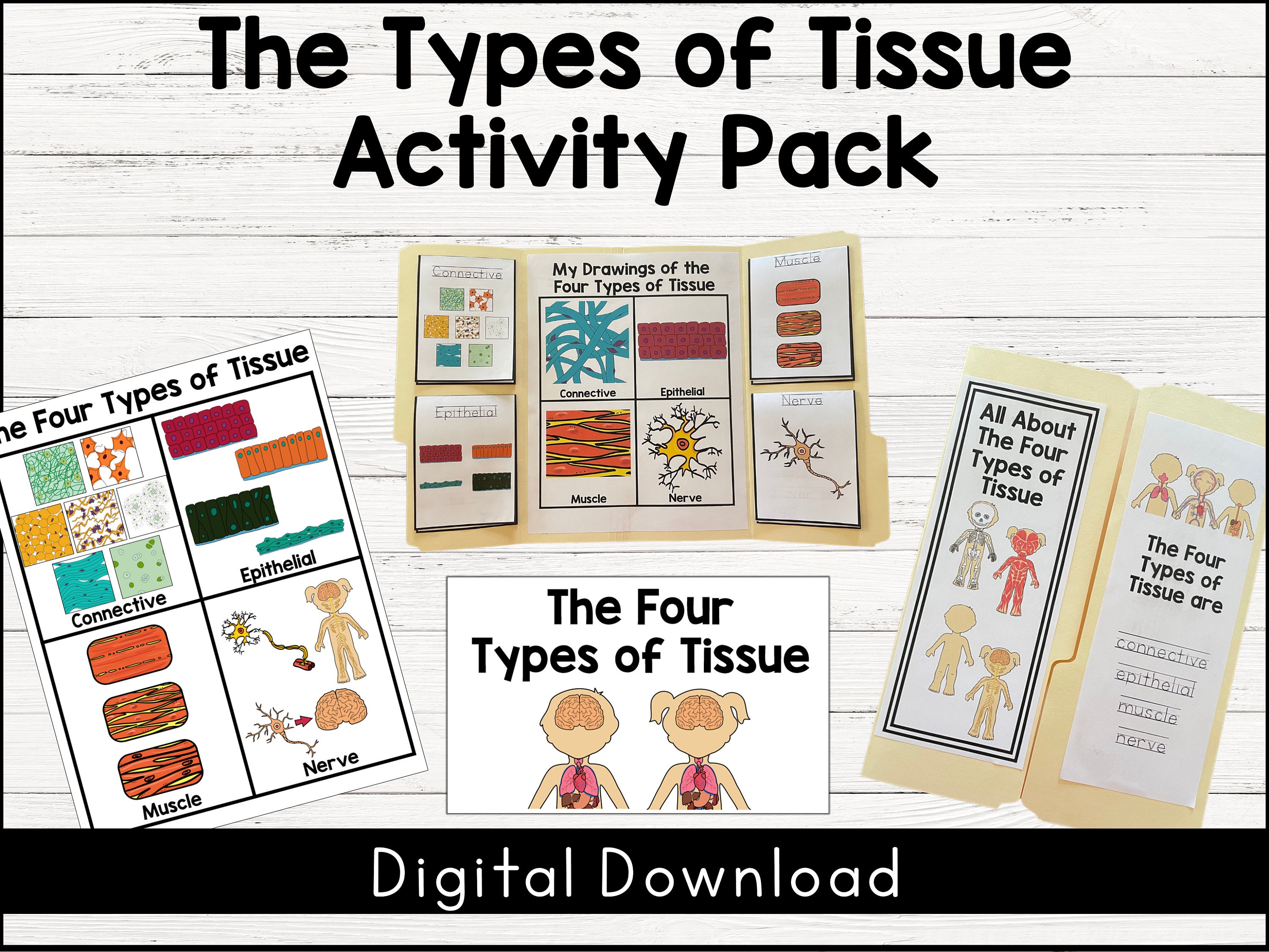 Tyes of Tissue Activities / Simple Anatomy Activities / Human - Etsy