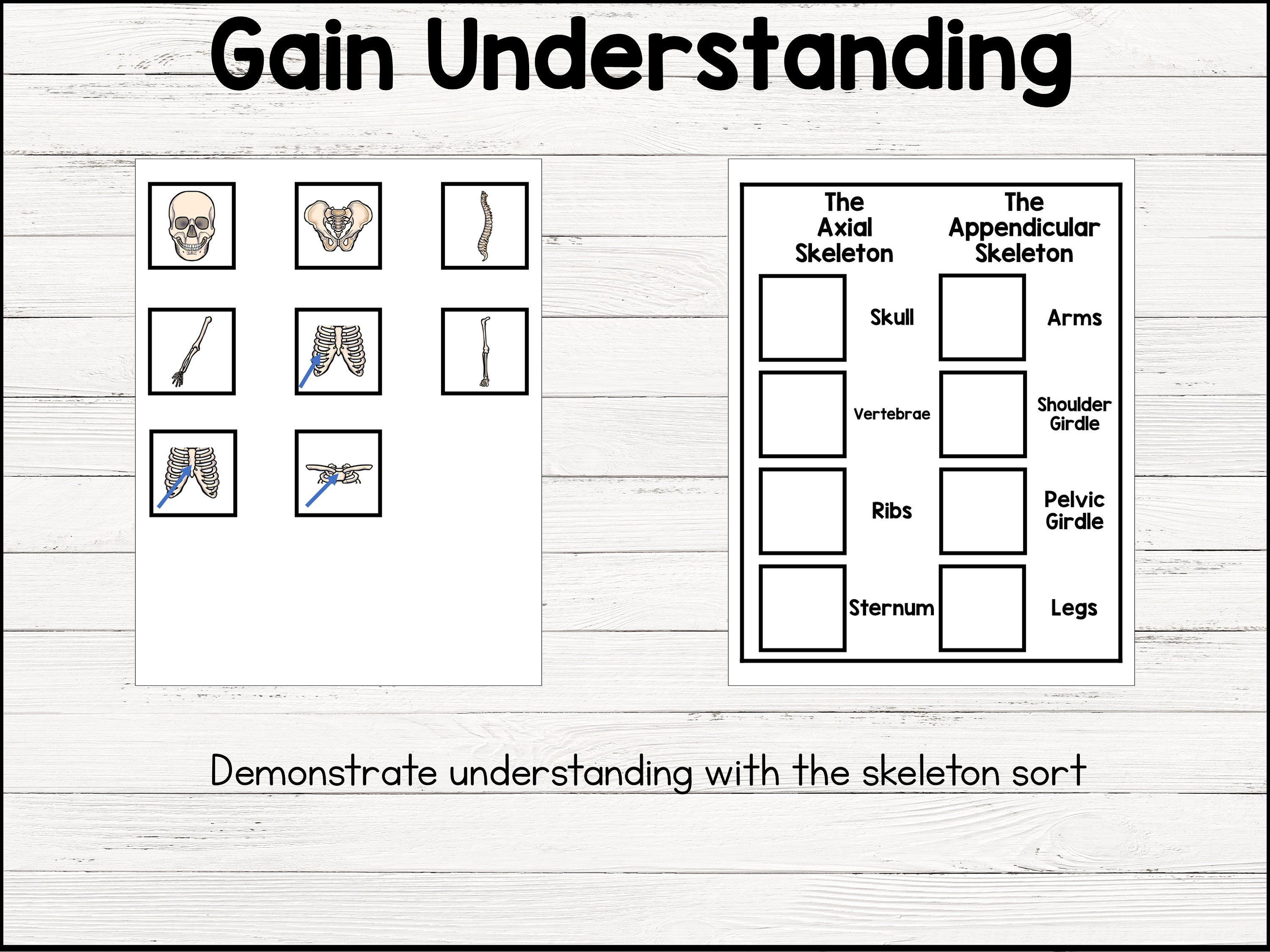 Skeletal System Activities / Simple Anatomy Activites / Human Body ...