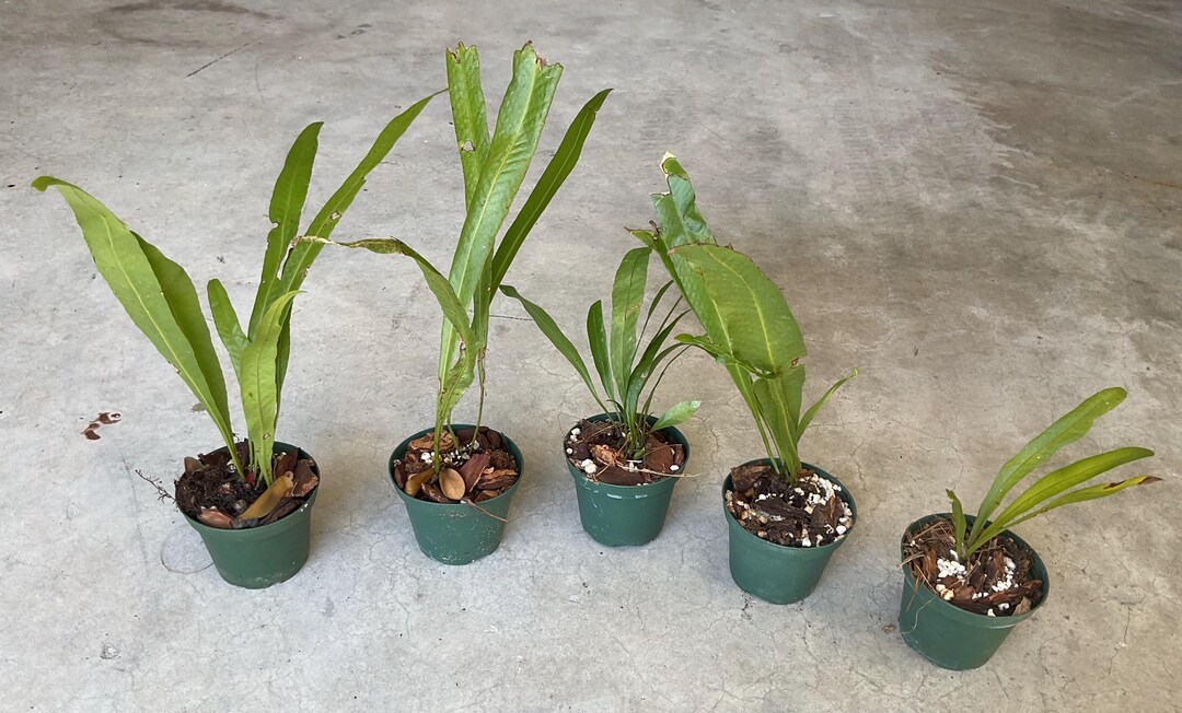 Campyloneurum Phyllitidis Long Strap Fern Florida Native Plant - Etsy