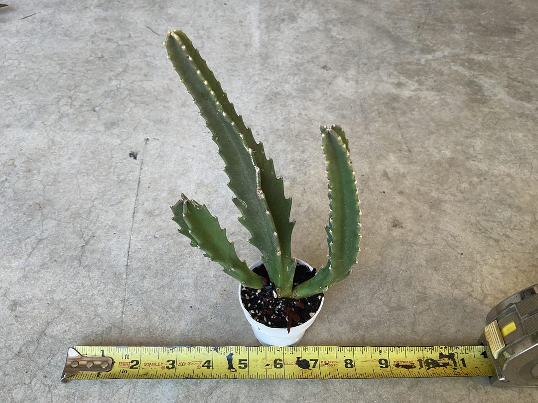 Stapelia Gigantea 2” Pot “starfish Flower” “ Carrion Flower” Succulent ...