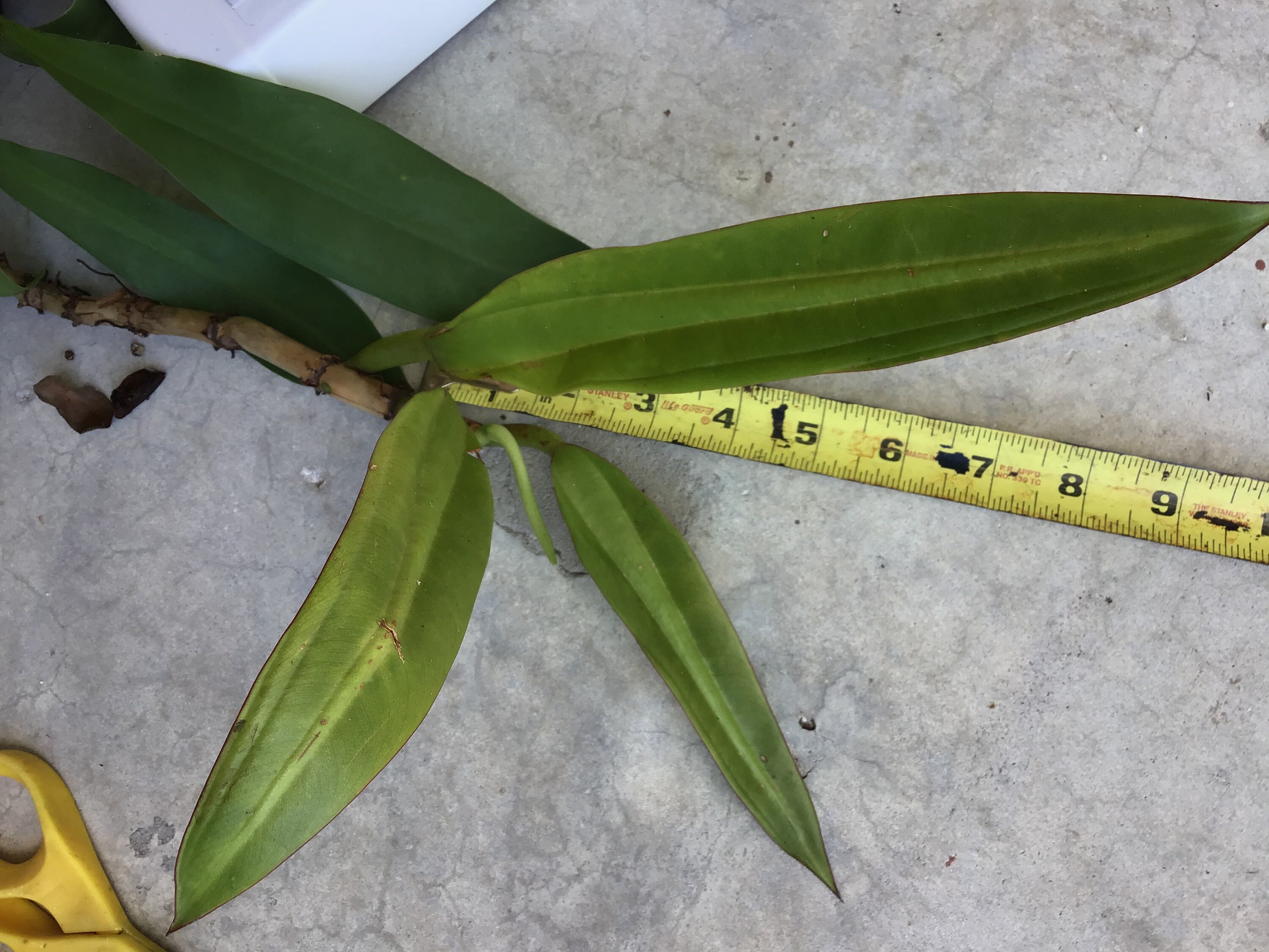 Philodendron Crassinervium 3 Species Aroid Houseplant Monstera and ...