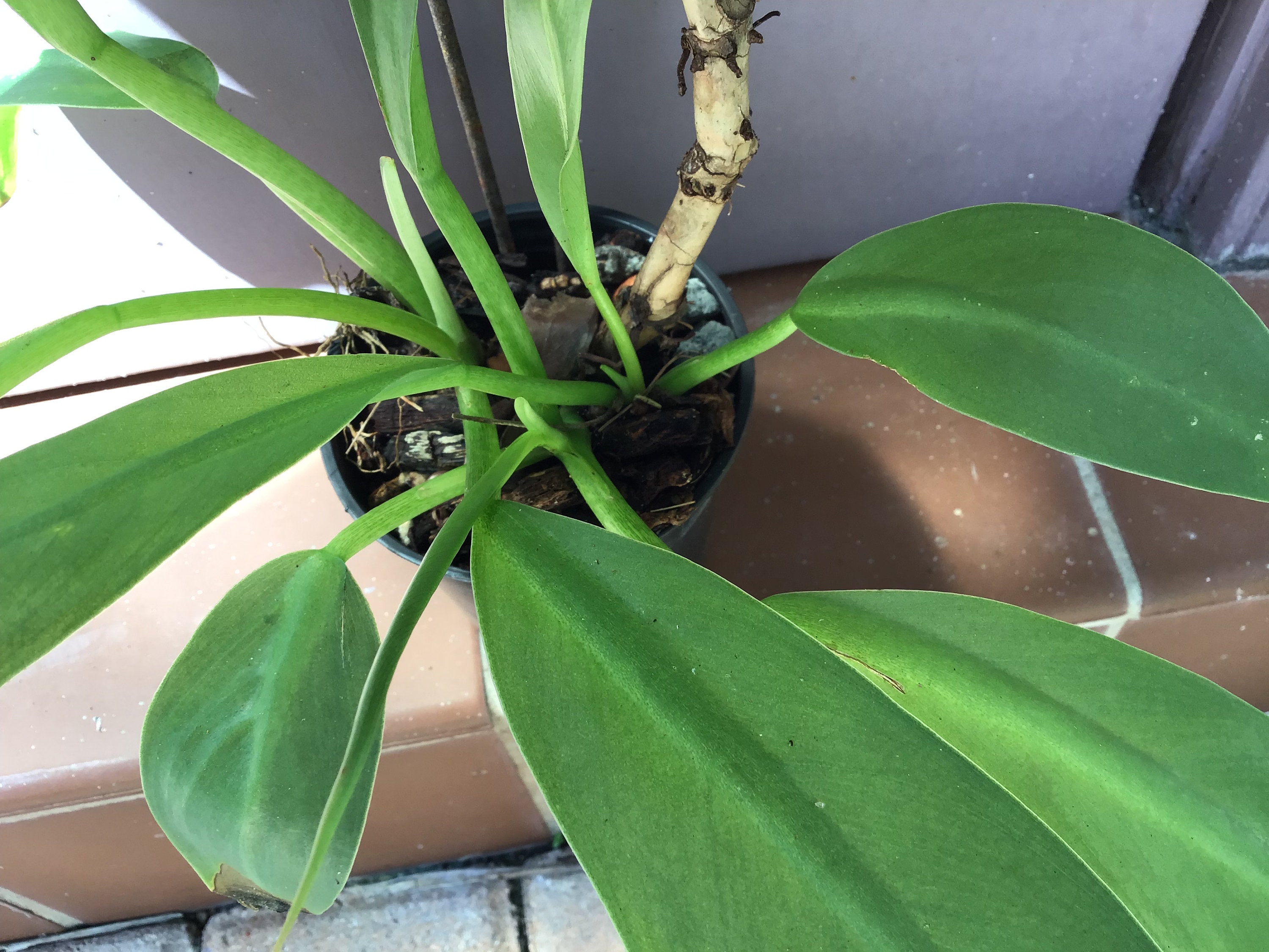 Philodendron Crassinervium 3 Species Aroid Houseplant Monstera and ...